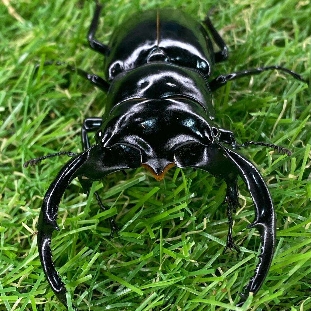 自己紹介 | insane swag! insect stag beeeeeeeeetle.