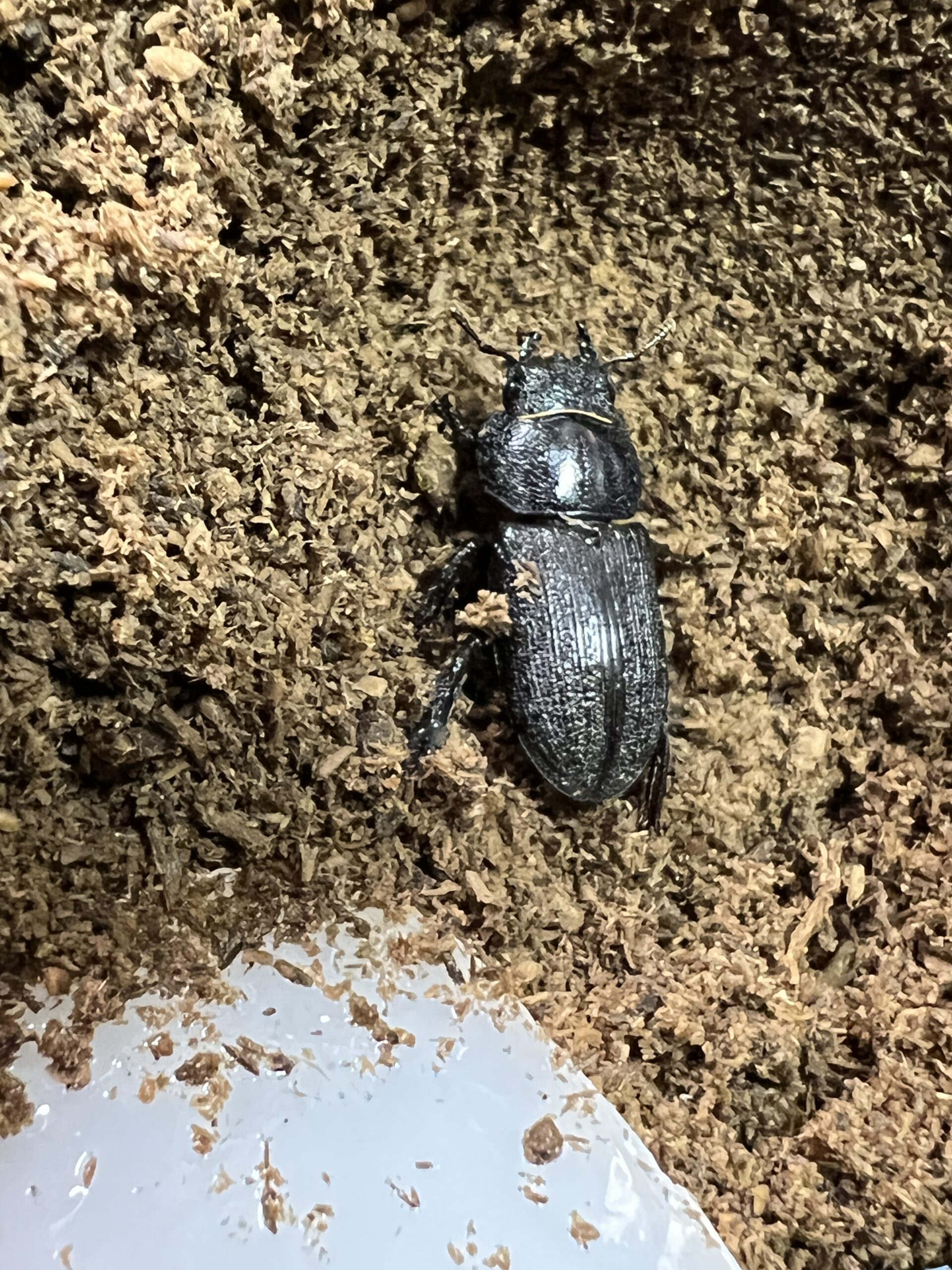 D.mencius ssp産卵 | insane swag! insect stag beeeeeeeeetle.